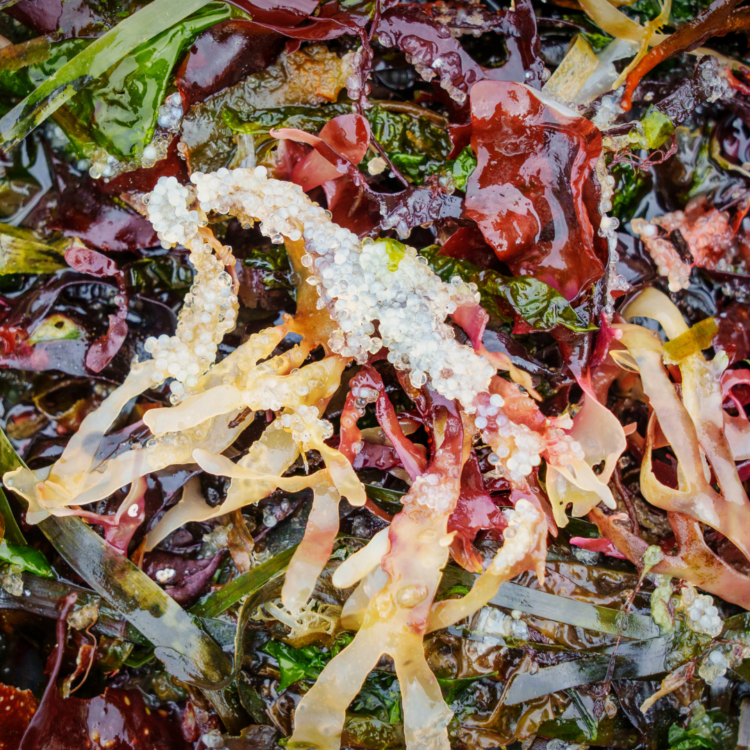 Herring Spawning and Climate Change | University of Alaska Southeast